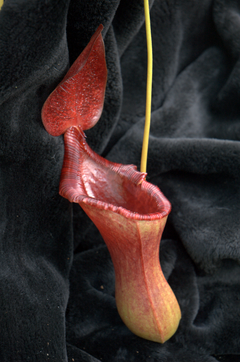 Nepenthes lowii x ventricosa Red Nepenthes lowii x ventricosa Red